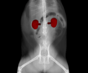 Surgery Costs - Affordable Veterinary Surgery