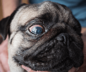 Surgery Costs - Affordable Veterinary Surgery